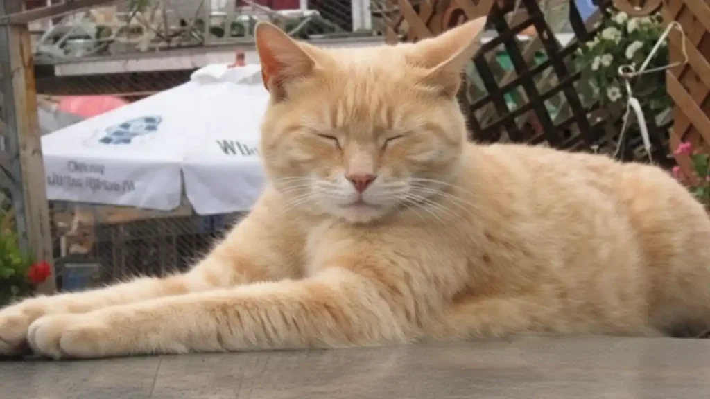 Honorary Cat Mayor Stubbs' Wild 20-Year Rule Shocks the World